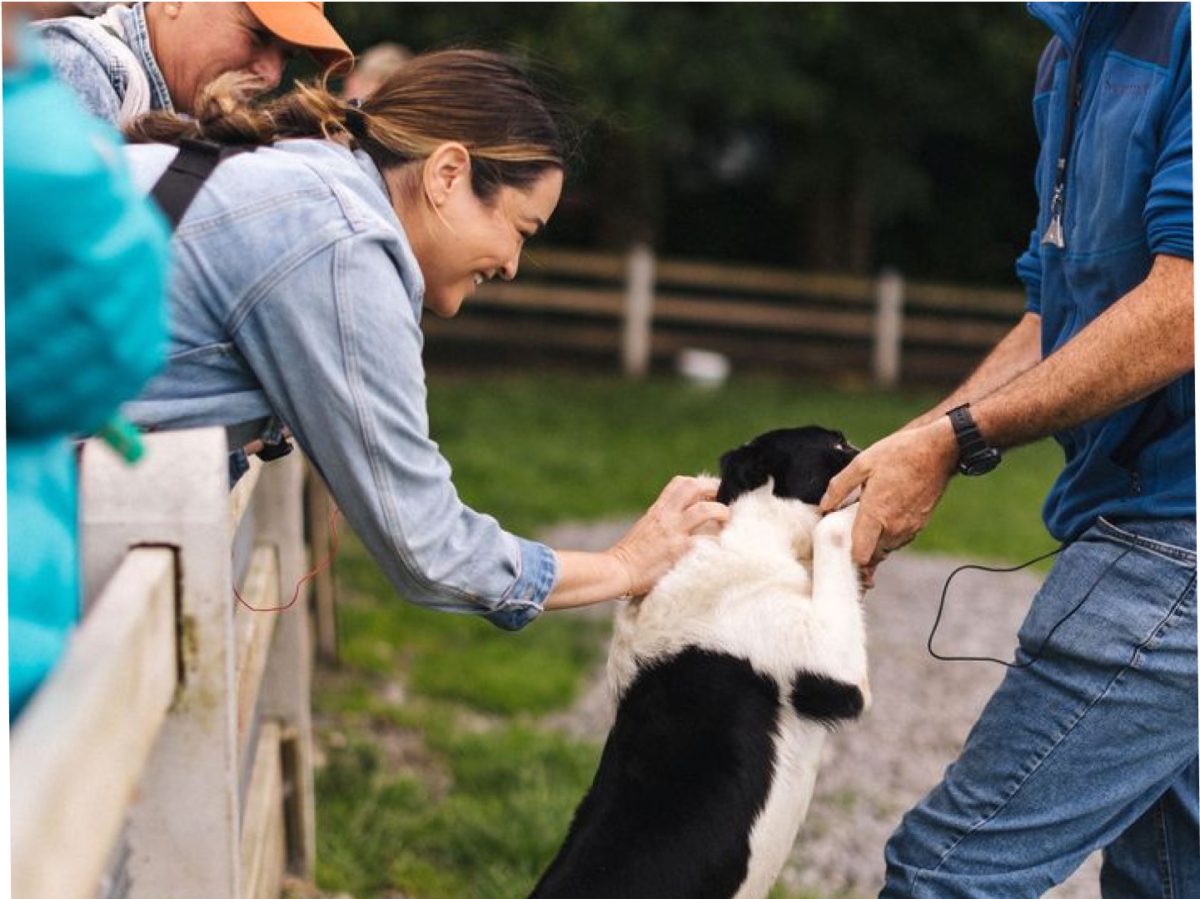 Atlantic Sheepdog Demonstrations | Herding Sheepdog Demonstration in Sligo