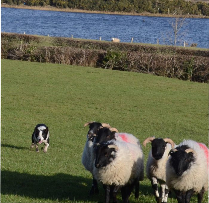 Sheepdog Demonstrations