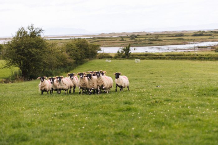 Sheepdog Demonstrations