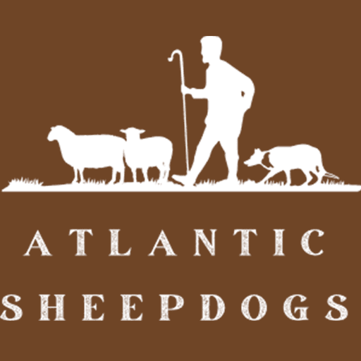 Atlantic Sheepdog Demonstrations | Herding Sheepdog Demonstration in Sligo